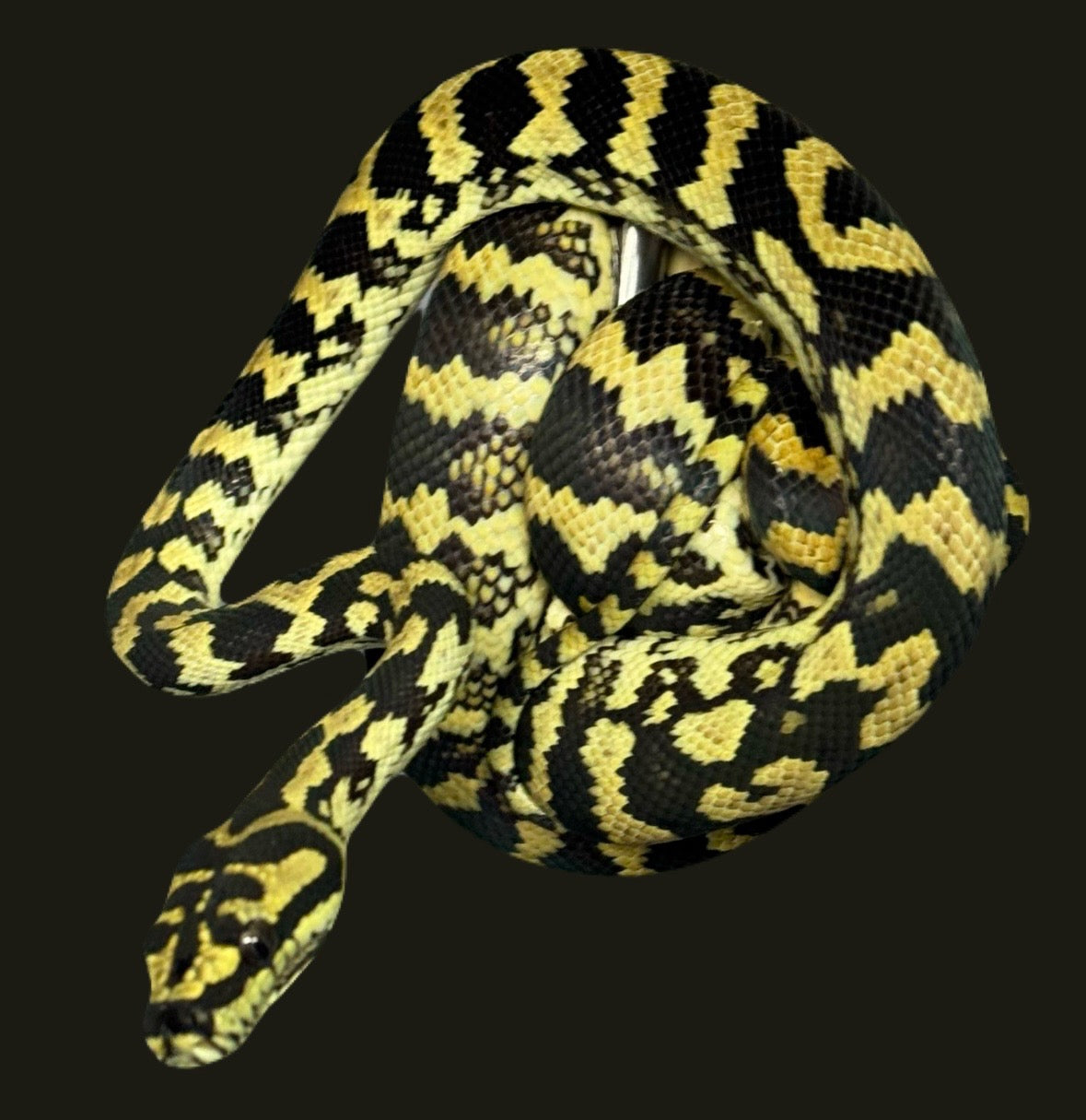 Jungle Coastal Carpet Python Female – KeeperExotics